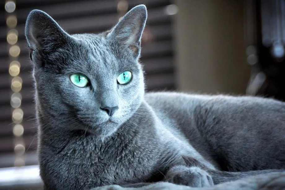 Gato Azul Ruso: Todo lo que necesitas saber sobre esta hermosa raza felina – ANIMALESYPLAGAS.NET