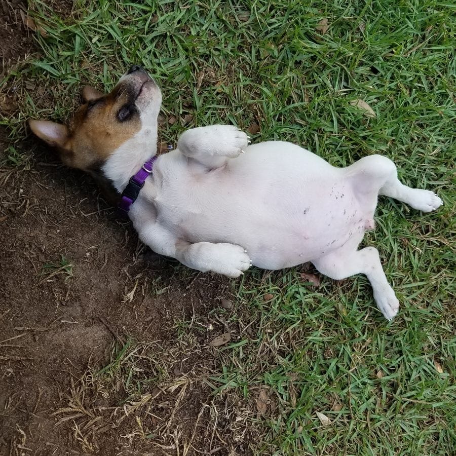 Conoce los síntomas y soluciones para el perro panzón – ANIMALESYPLAGAS.NET