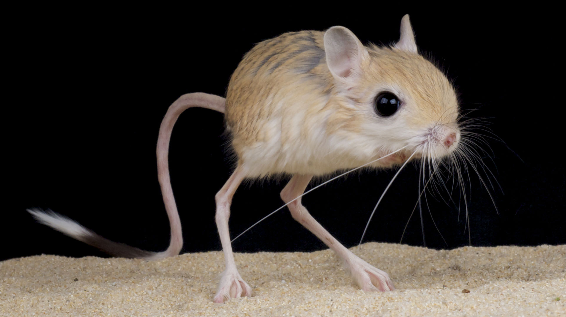 Animales pequeños. – ANIMALESYPLAGAS.NET