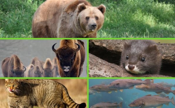 Animales de los 5 continentes. – ANIMALESYPLAGAS.NET