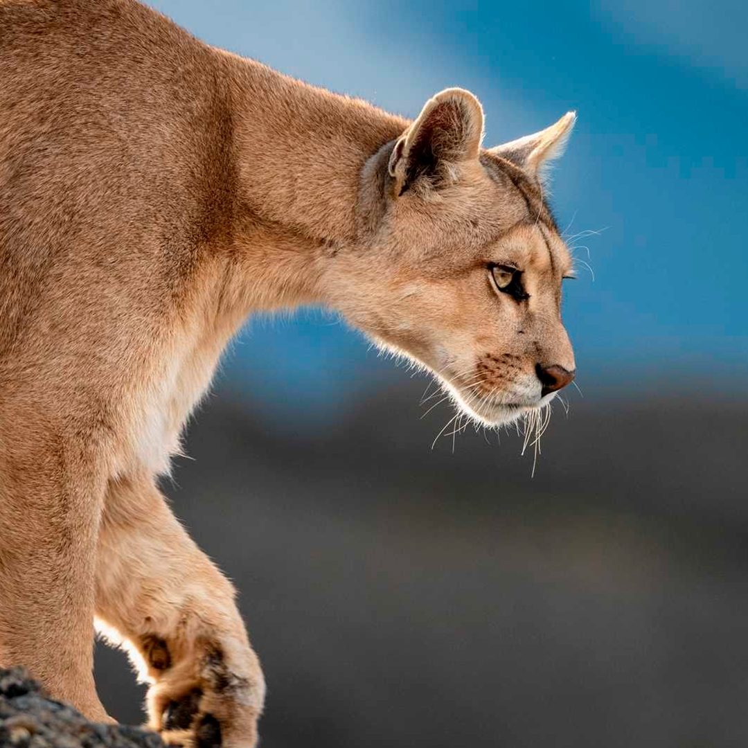 Animales en Chile. – ANIMALESYPLAGAS.NET